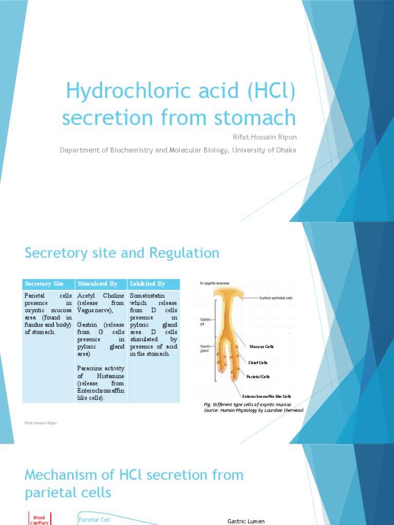 HCL Secretion in Stomach | PDF | Stomach | Biology