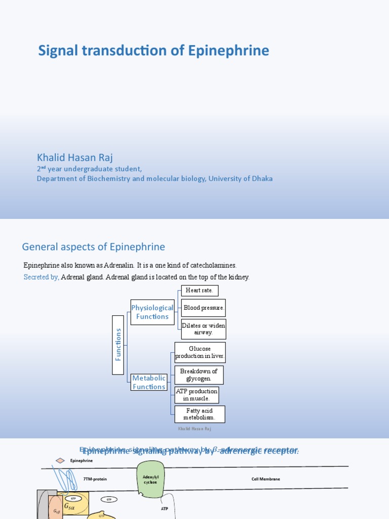 Mechanism of Action of Epinephrine | PDF | Neurochemistry | Biotechnology