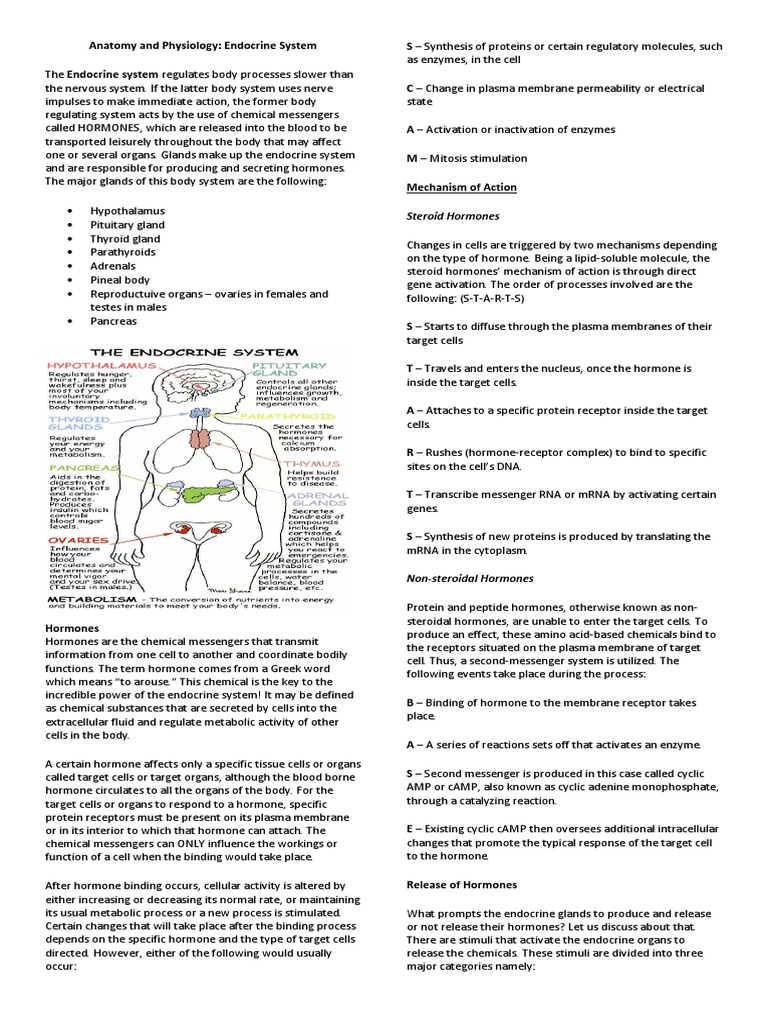 Endocrine System Handouts | PDF | Endocrine System | Hormone