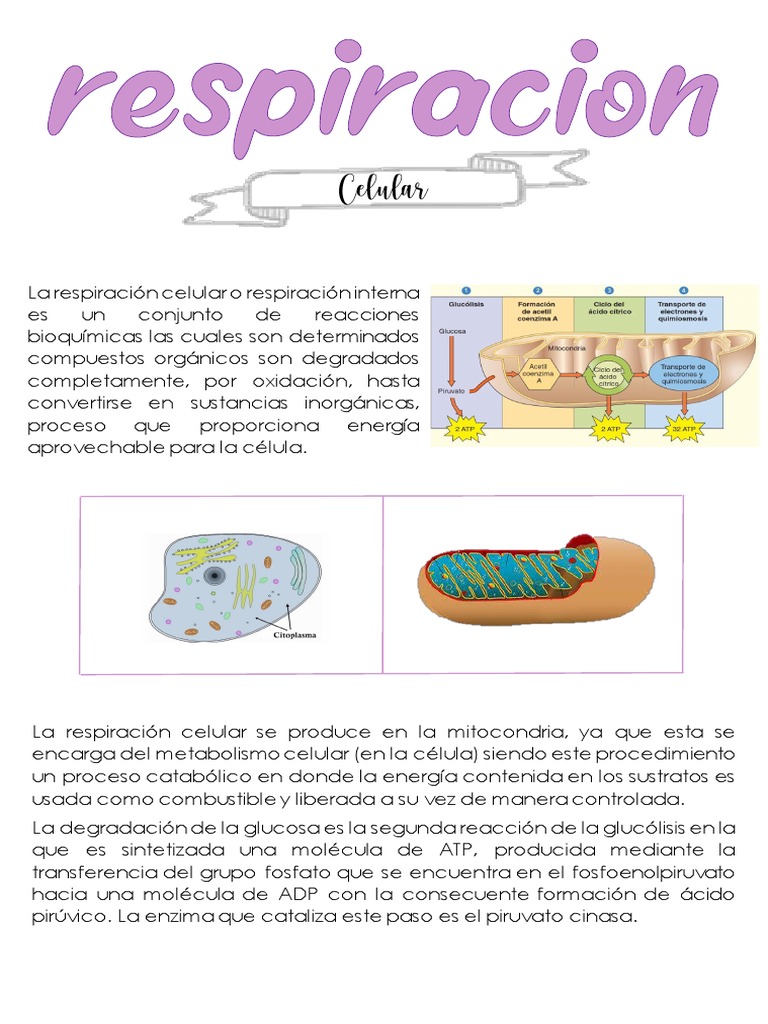 Respiración Celular | PDF | Respiración celular | Glucólisis