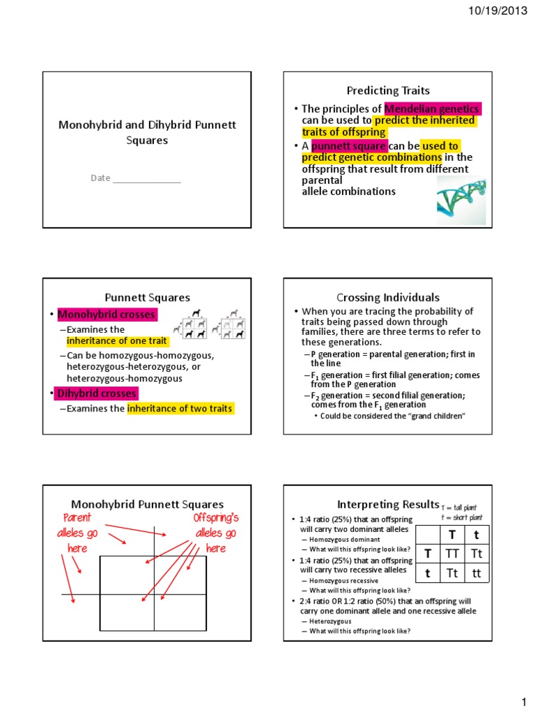 3 Monohybrid and Dihybrid Punnett Squares PPT 0 | PDF | Zygosity ...