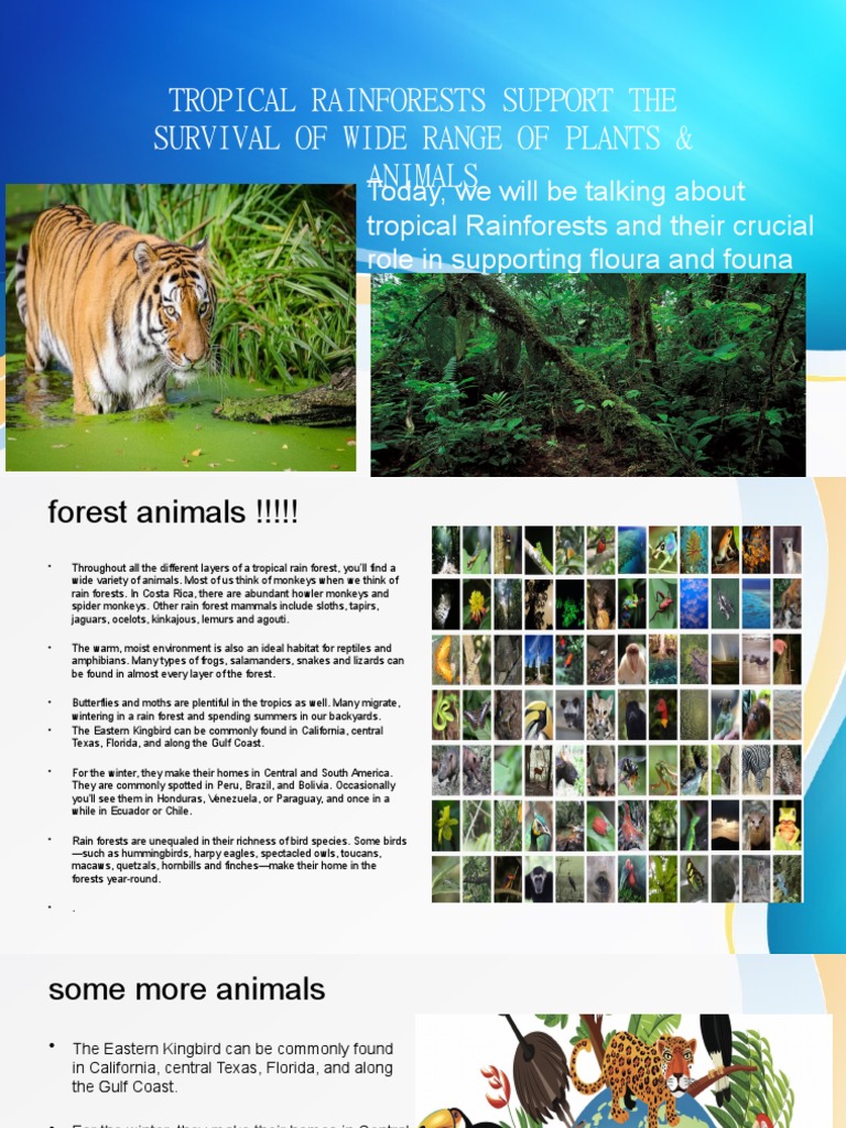 Tropical Rainforests Support The Survival of Wide Range of Plants | PDF ...