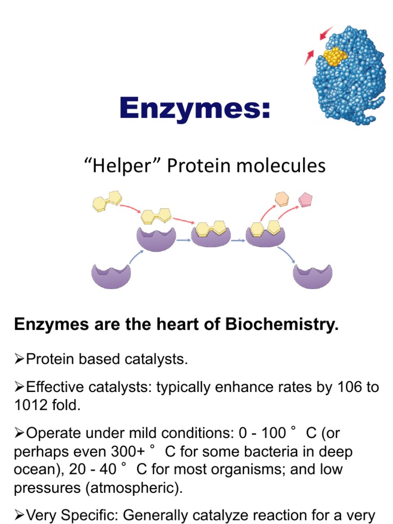 Intro To Enzymes | PDF | Enzyme | Active Site