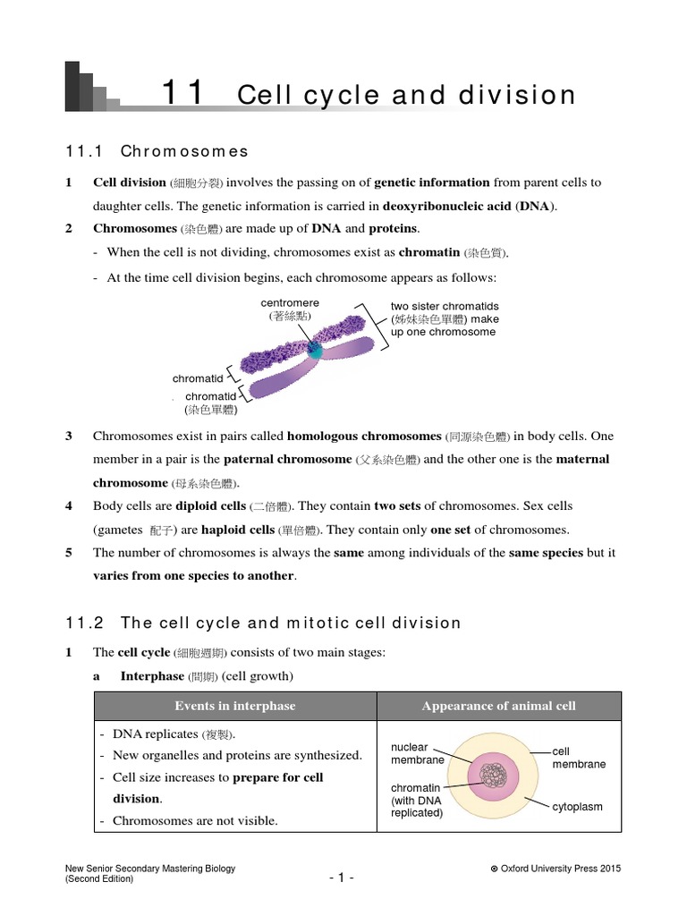 Cell Division: Mitosis and Meiosis | PDF | Meiosis | Chromosome