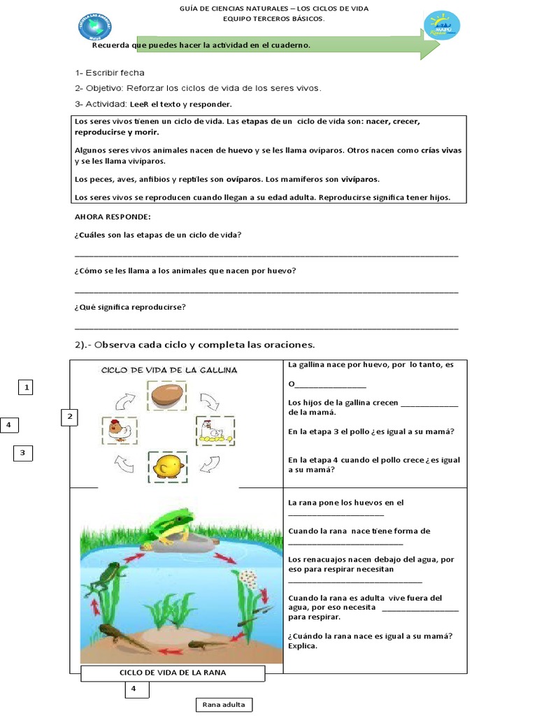 Guía Ciclos de La Vida | PDF | Huevo | Tiburones