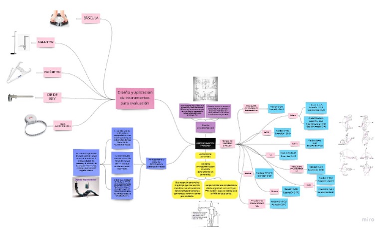 Mapa Mental Antropometria Aplicada | PDF