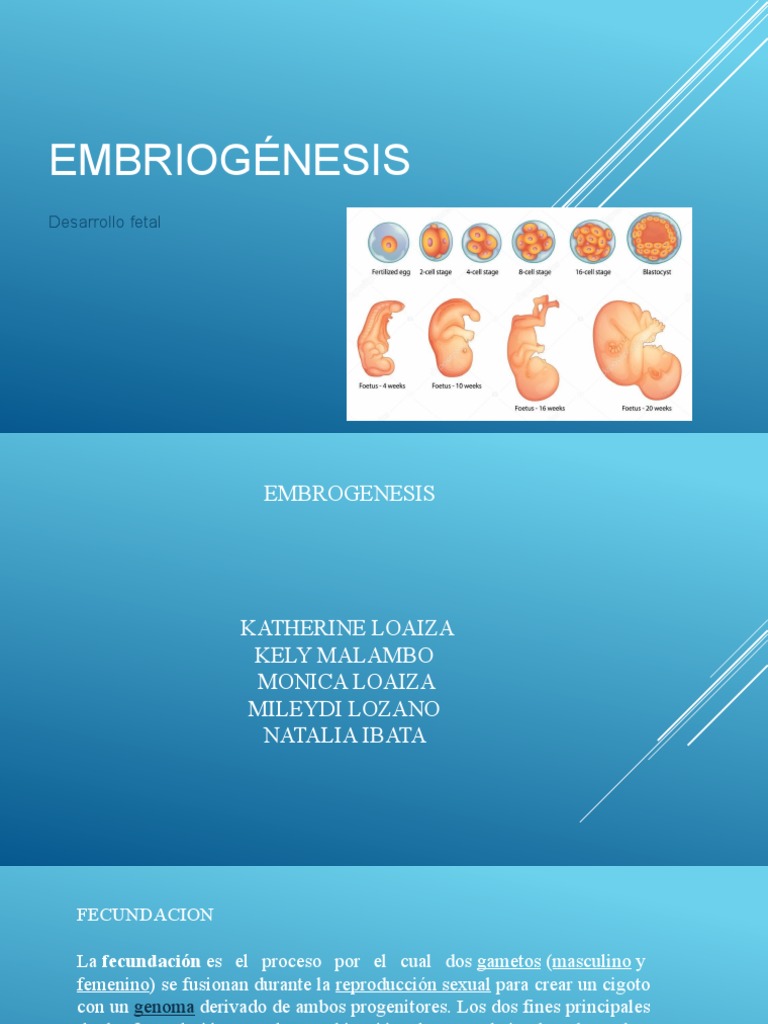 Proceso de Embriogénesis Humana | PDF