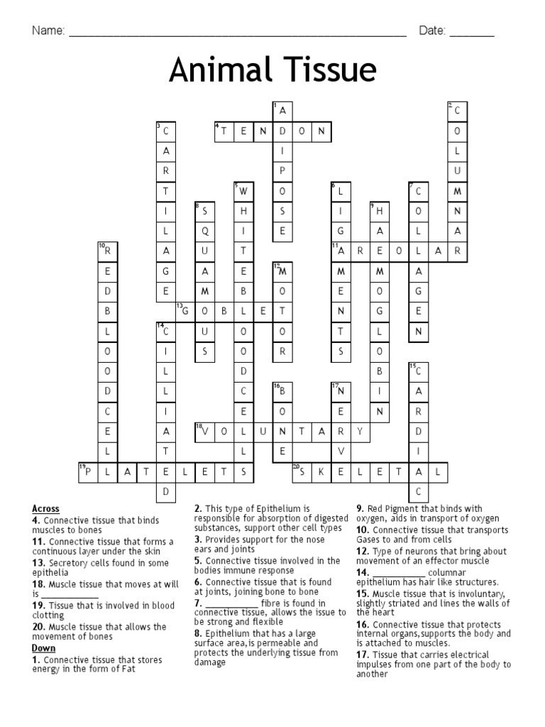 Animal Tissue: Name: - Date | PDF | Tissue (Biology) | Epithelium