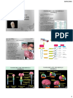 Anatomía del Tectum y Tegmentum | PDF | Anatomía | Cerebro