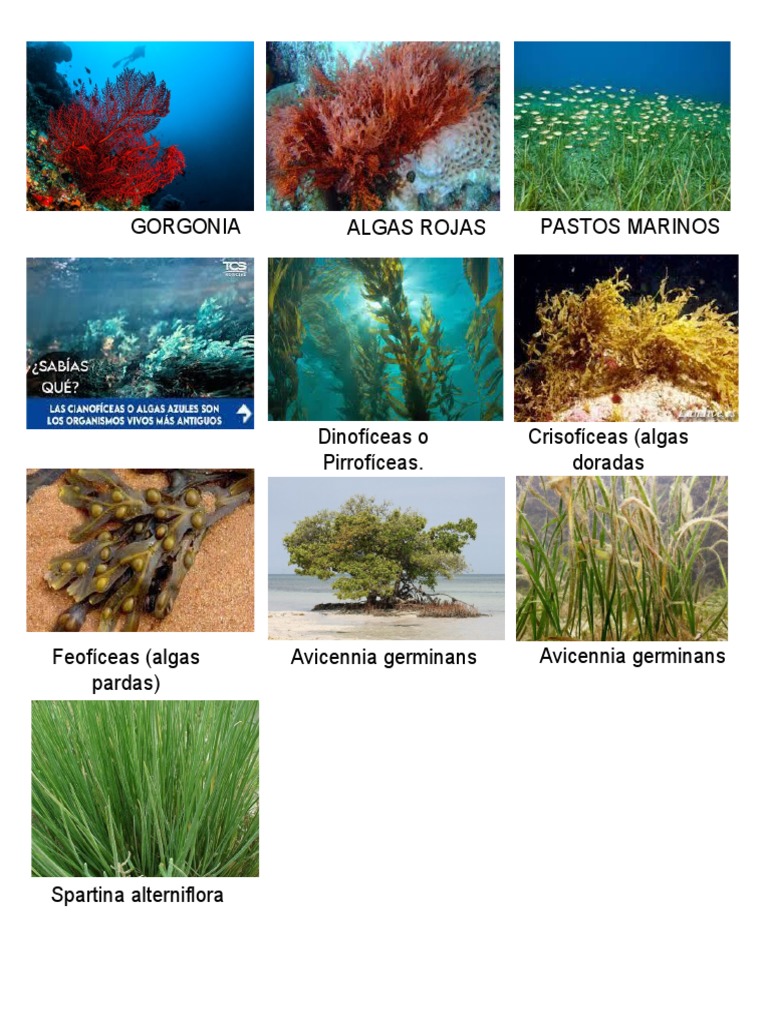 10 Plantas Del Mar y Animales | PDF