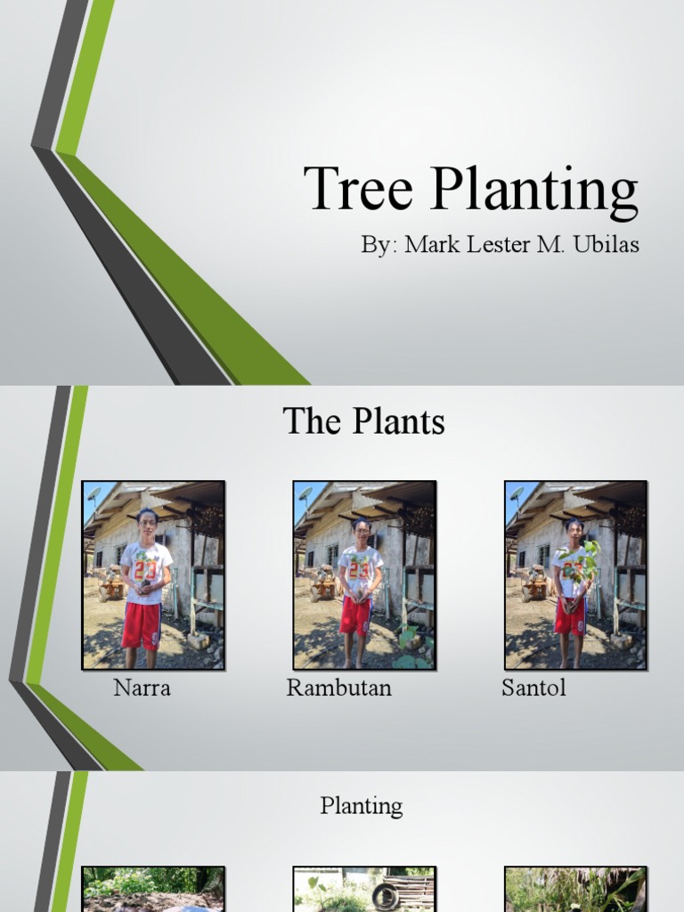 Tree Planting Guide: Benefits of Planting Narra, Rambutan, and Santol | PDF