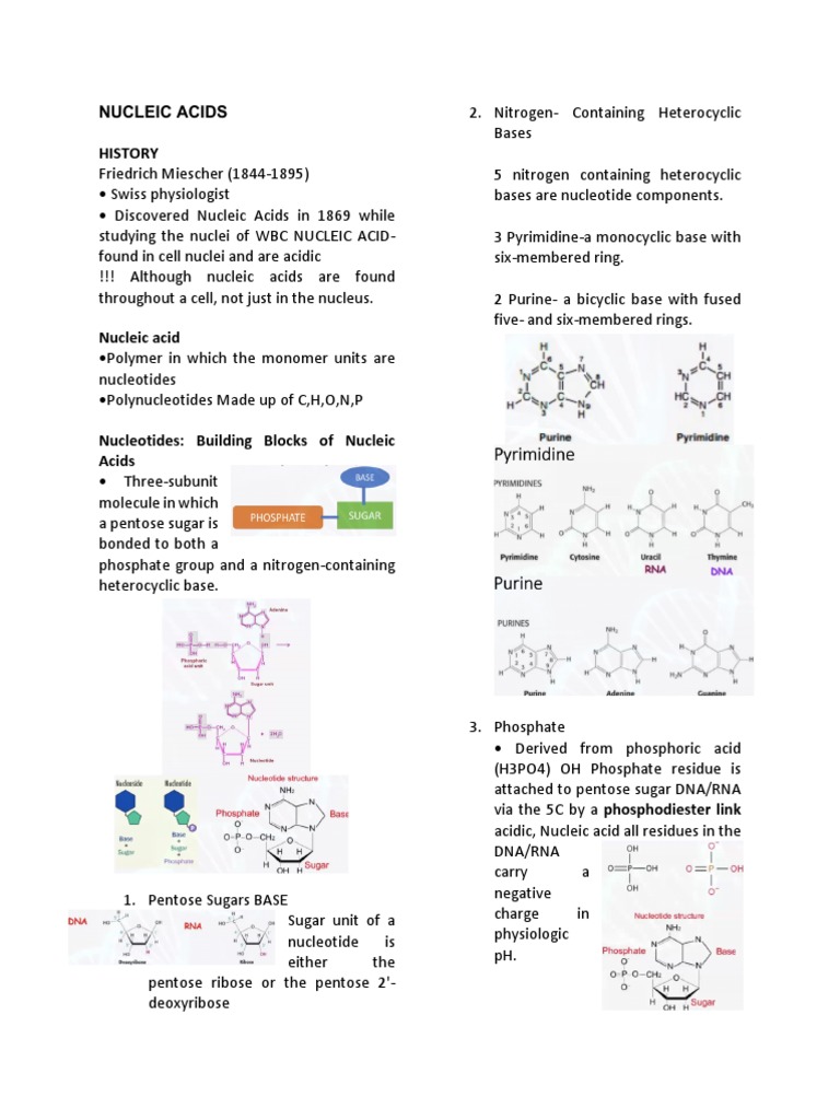 Nucleic Acids Notes | PDF | Nucleotides | Rna