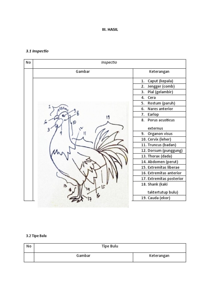 Hasil Anatomi Aves | PDF | Animal Anatomy | Anatomy