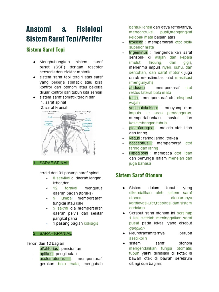 Anatomi & Fisiologi Sistem Saraf Tepi-Perifer | PDF