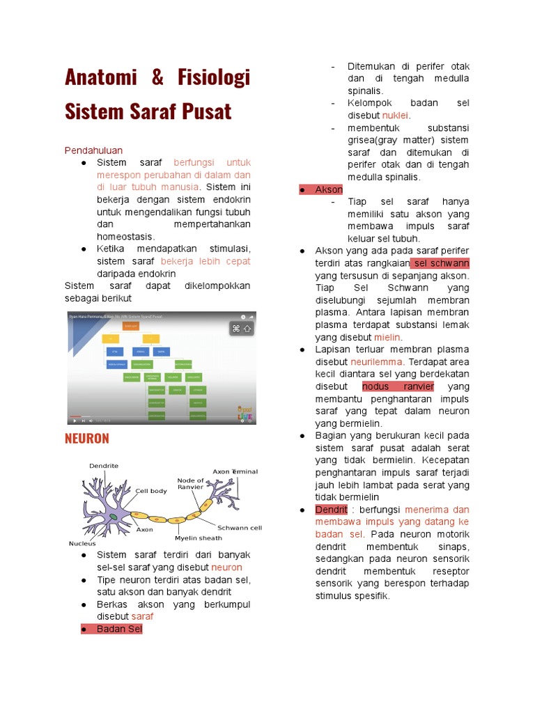 Anatomi Sistem Saraf Pusat dan Spinal | PDF