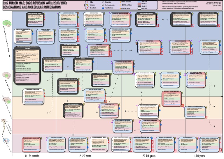 CNS Tumor Map 2020 Full | PDF | Biology | Nervous System
