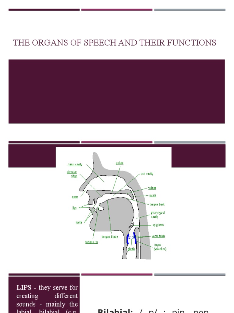 The Organs of Speech and Their Functions | PDF | Linguistics | Human Voice