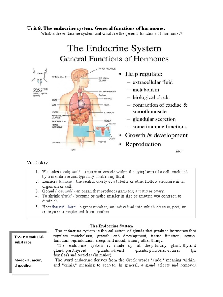 The Endocrine System | PDF | Endocrine System | Hormone
