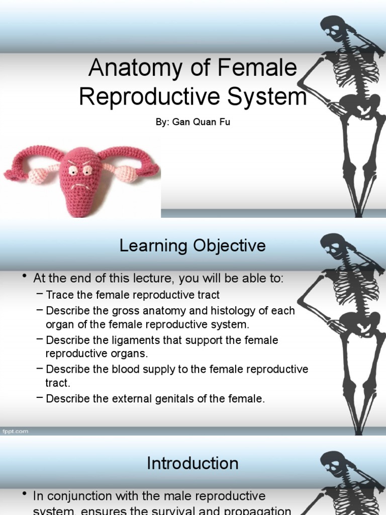 L6 - Anatomy of Female Reproductive System | PDF | Uterus | Ovary