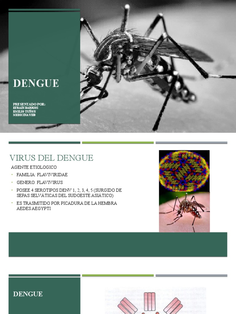 DENGUE | PDF | Microbiología | Especialidades Medicas