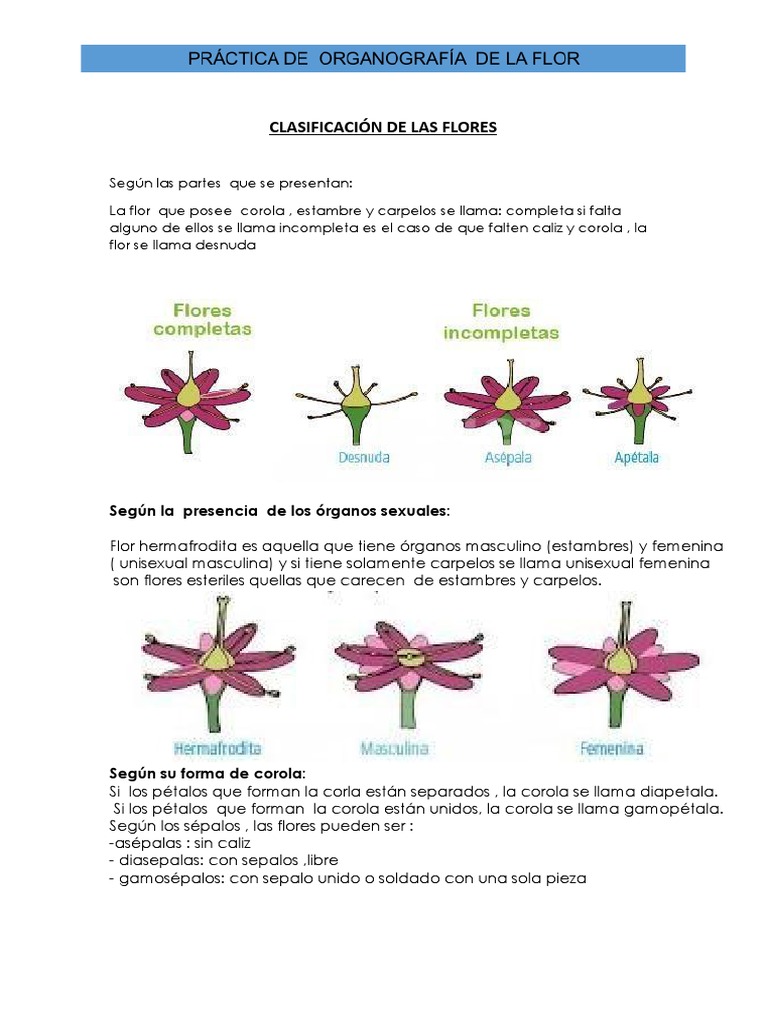 Clasificación de Flores: Completa e Incompleta | PDF