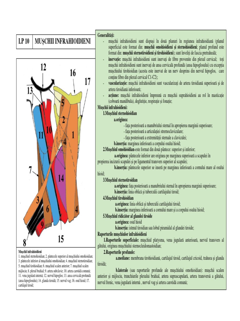 Muschii Infrahioidieni | PDF