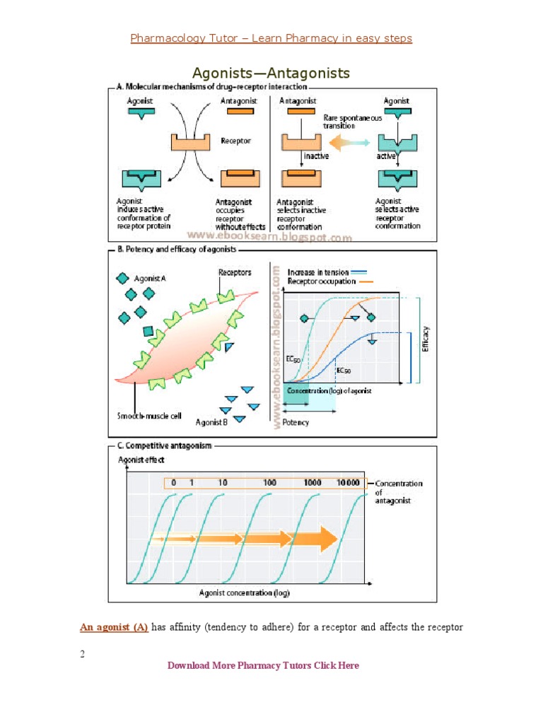 Agonists Antagonists | PDF | Receptor Antagonist | Ligand (Biochemistry)