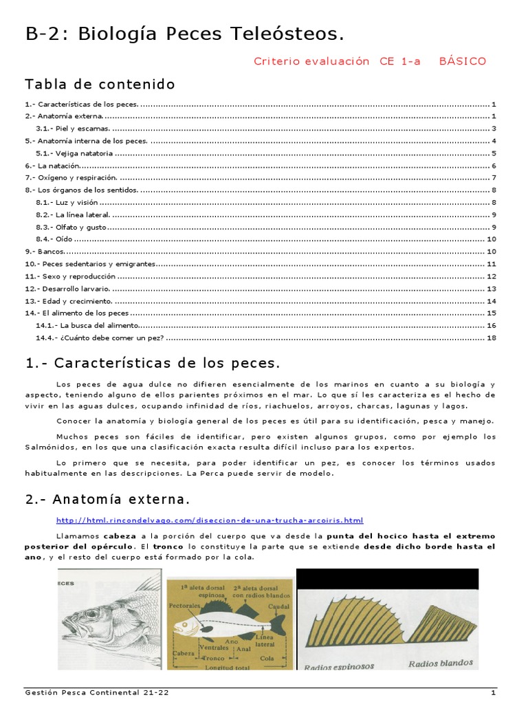 Biología y Anatomía de Peces Teleósteos | PDF | Percepción visual | Ojo