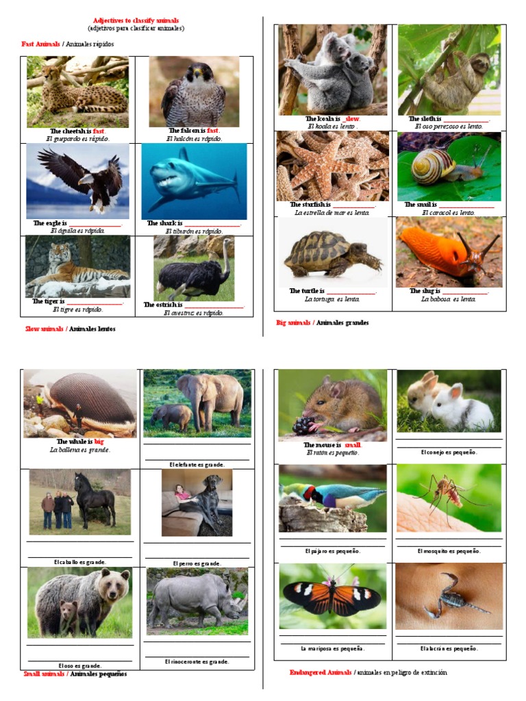 Adjectives To Classify Animals Segundo | PDF | Zoología | Organismos