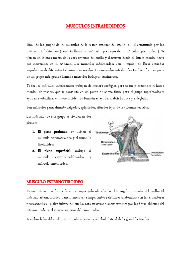 Músculos Infrahioideos y Suprahioideos | PDF | Laringe | Tejido suave