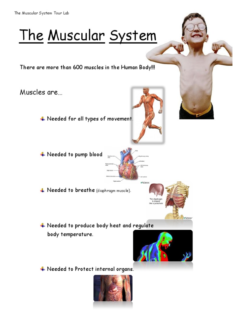 Understanding the Human Muscular System | PDF | Muscle | Skeletal Muscle