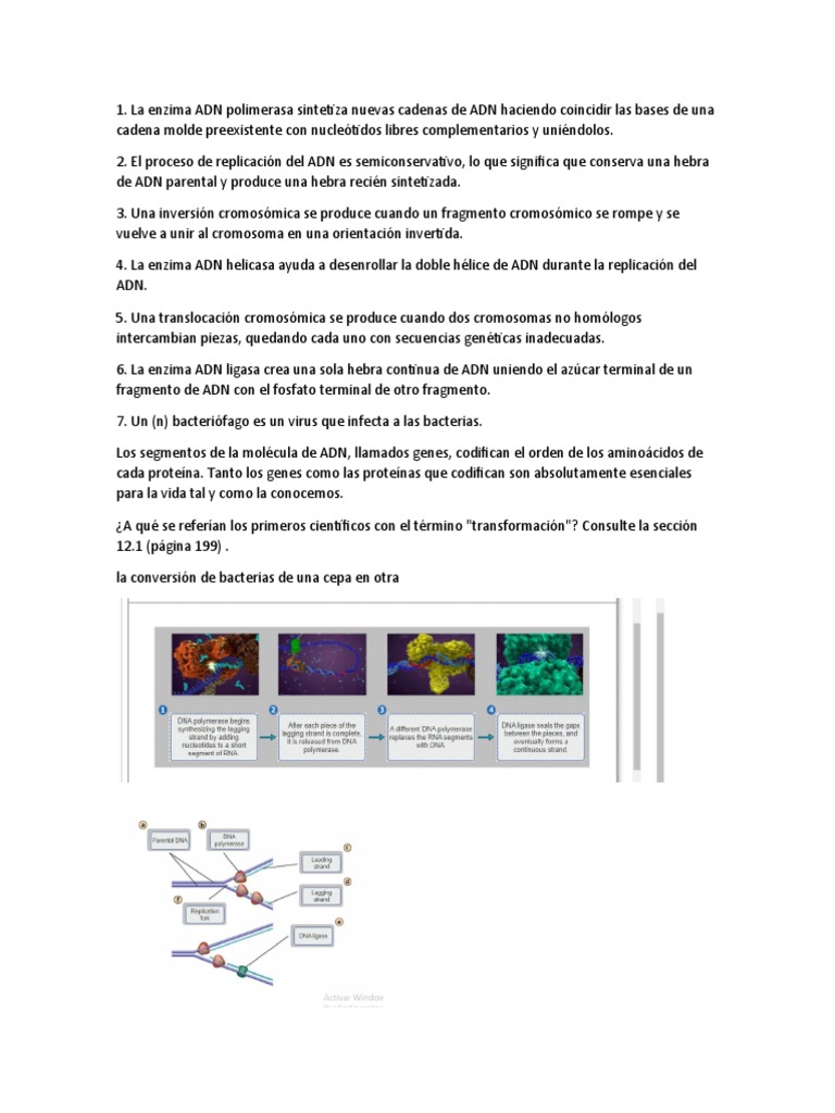 Apuntes | PDF | Adn | Replicación De Adn