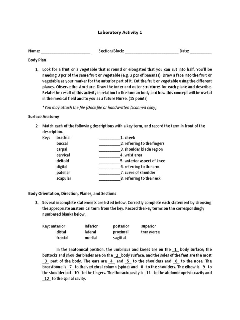 Laboratory Activity 1 | PDF | Anatomical Terms Of Location | Abdomen