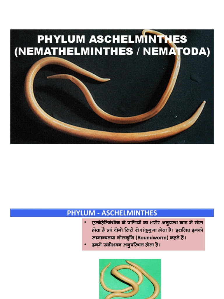 Nemathelminthes Phylum Nemathelminthes Or Aschelminthes
