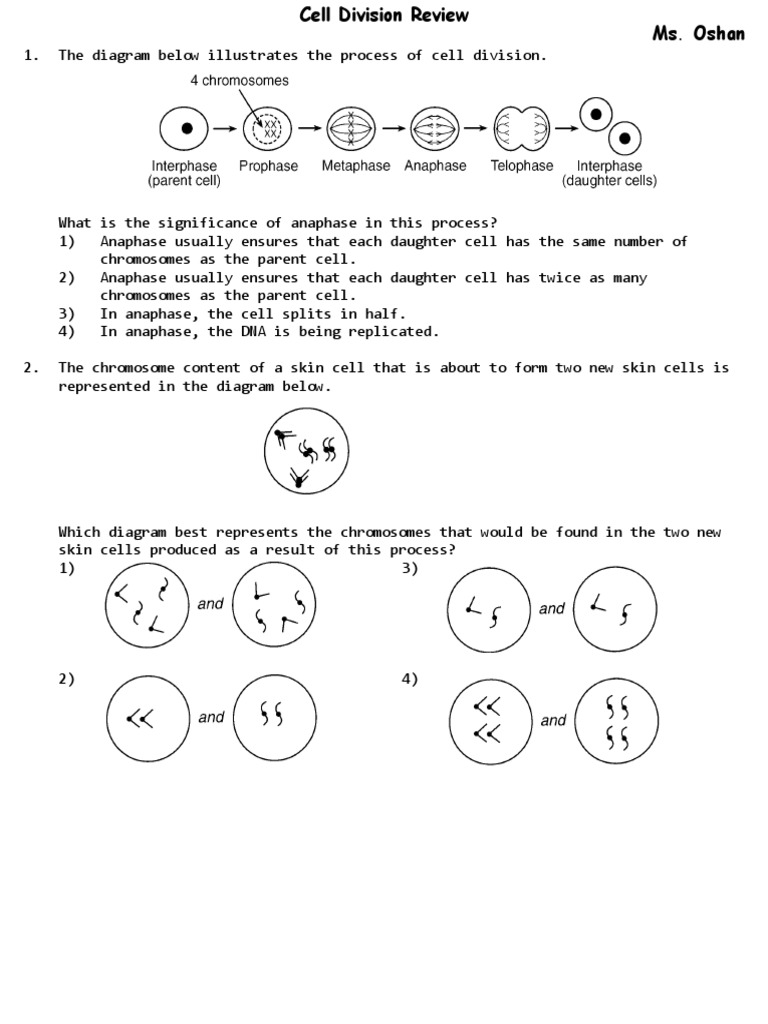 Cell Division Review | PDF | Mitosis | Cell Nucleus