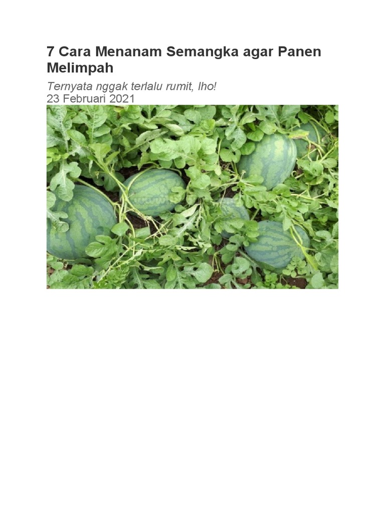 Cara Menanam Semangka | PDF