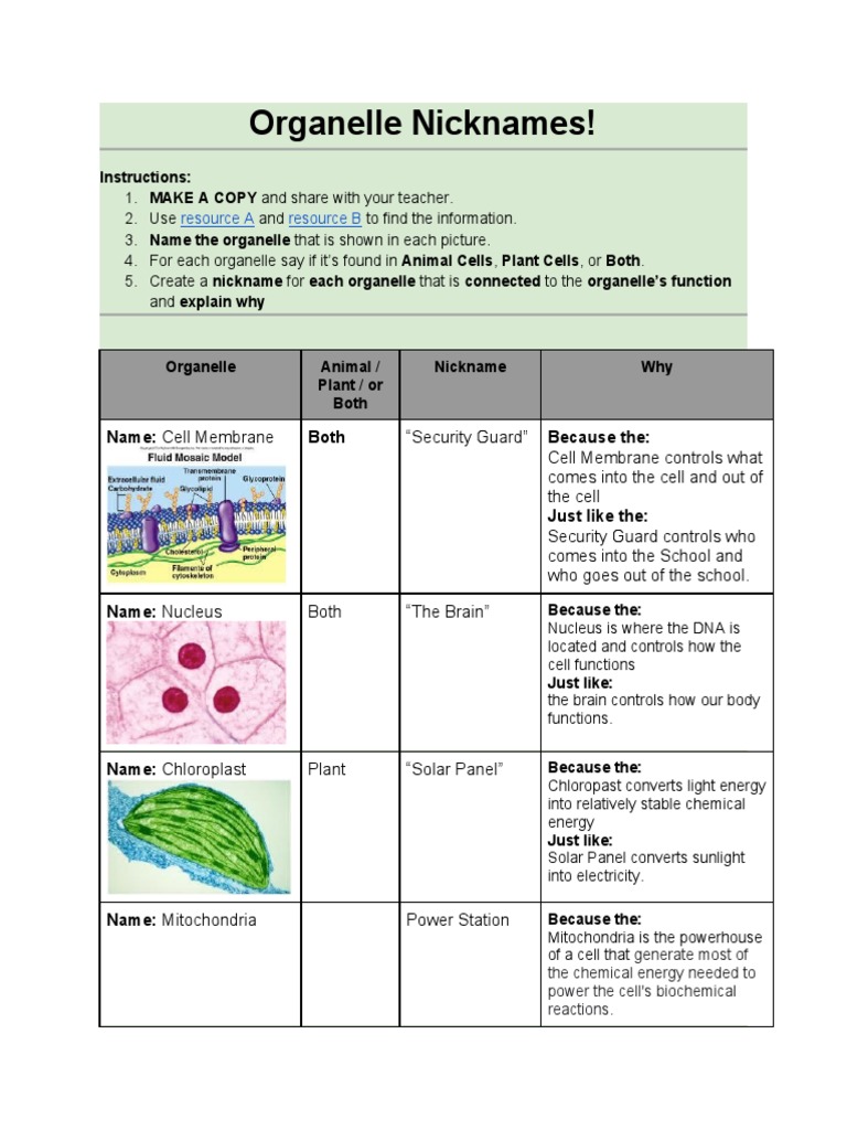 Organelle Nicknames!: Instructions | PDF | Cell (Biology) | Endoplasmic ...
