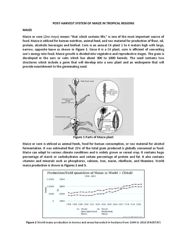 Postharvest System of Maize in Tropical Regions v. 3 | PDF | Maize ...