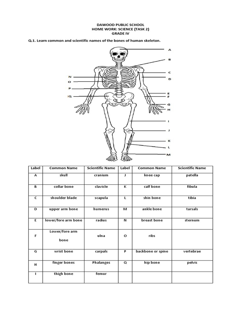Human Skeleton Study Guide for Grade IV | PDF | Foreign Language Studies