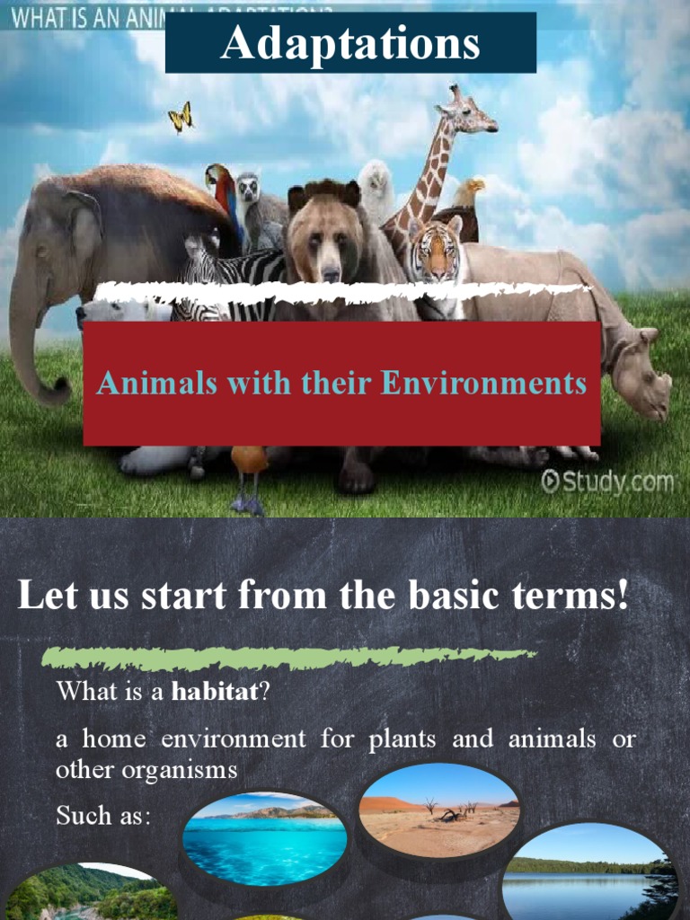 0609 Animal Adaptations | PDF | Adaptation | Physiology