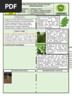 Ficha de Vegetacion | PDF | Arboles | Hoja