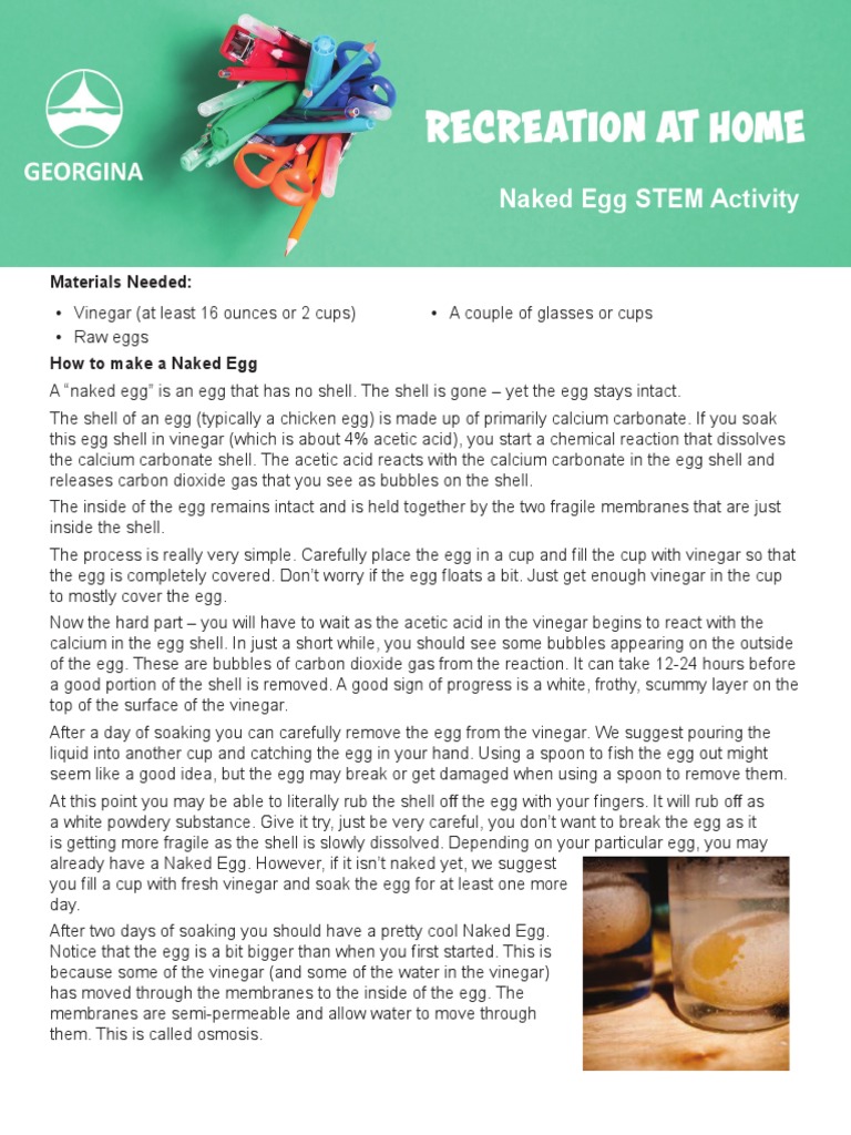 Naked Egg STEM Activity: Materials Needed | PDF | Osmosis | Chemical ...