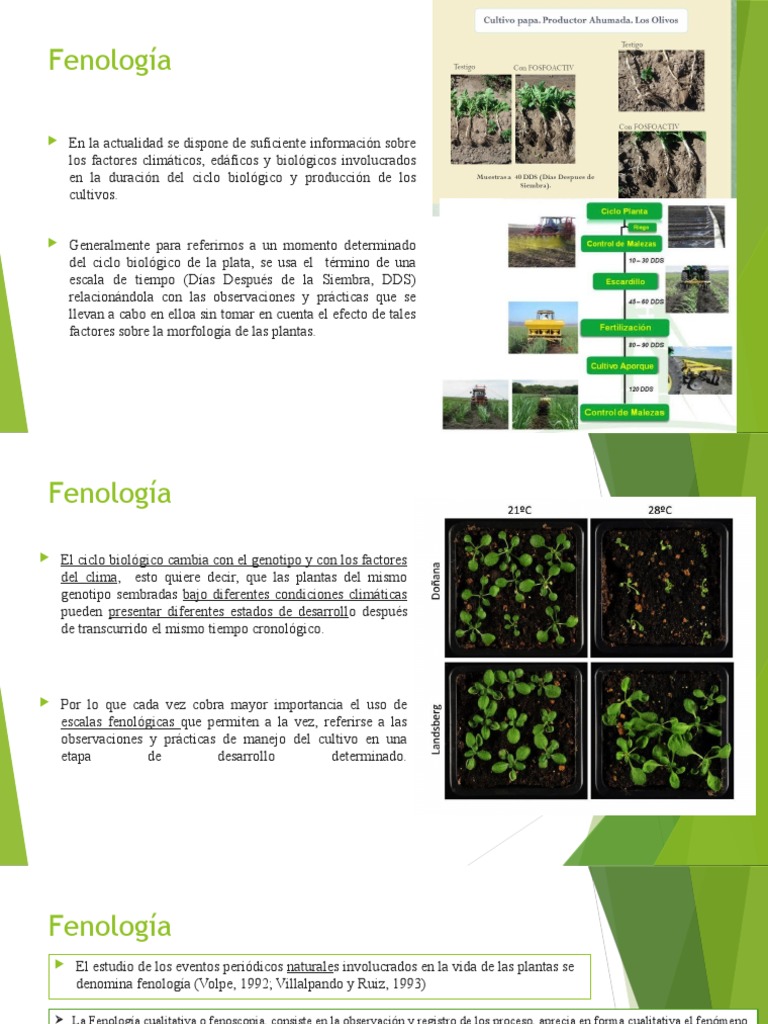 Fenología | PDF | Plantas | Flores