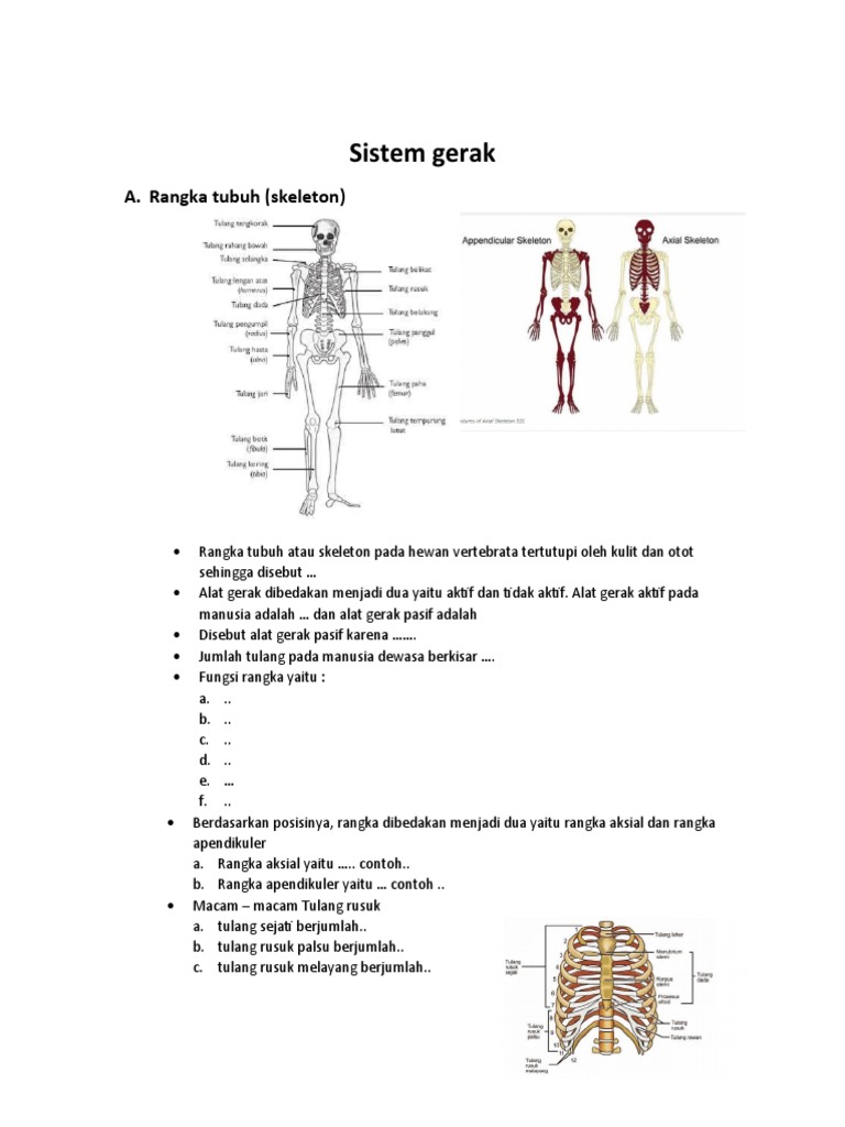 Struktur dan Fungsi Rangka Manusia | PDF