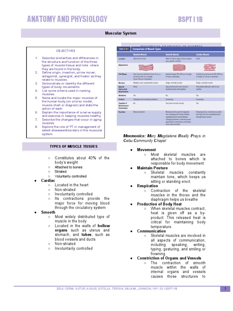 Chapter 7 - Muscular System | PDF | Thumb | Hand