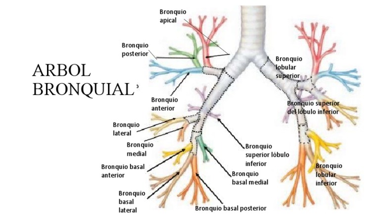Arbol Bronquial | PDF