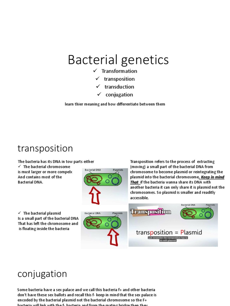 Bacterial Genetics: Transformation Transposition Transduction ...