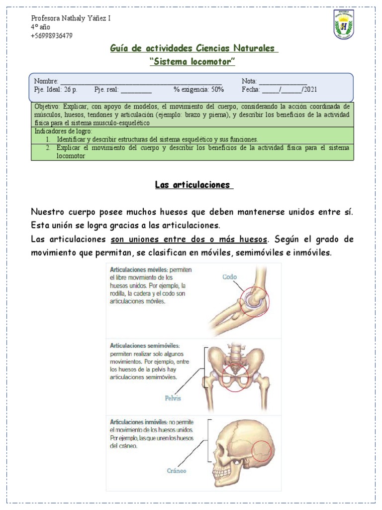 Guia Sistema Esquelético y Muscular 4° | PDF | Sistema ...