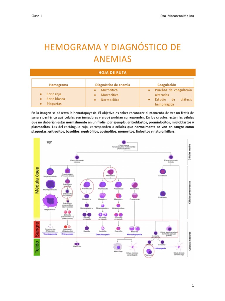 Hemograma y Diagnóstico de Anemias | PDF | Coagulación | Leucocito