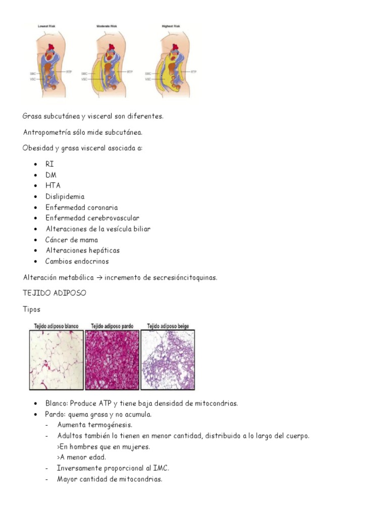 Grasa Subcutánea y Visceral Son Diferentes | PDF | Tejido adiposo ...